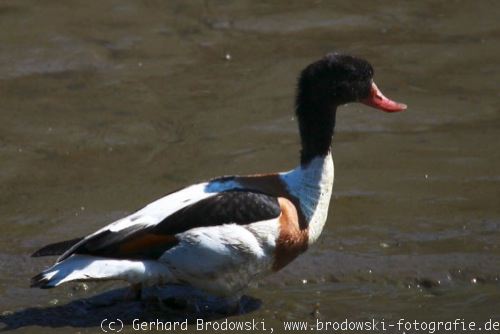 Die Brandgans - Steckbrief, Brutverhalten, Brandente, Referat