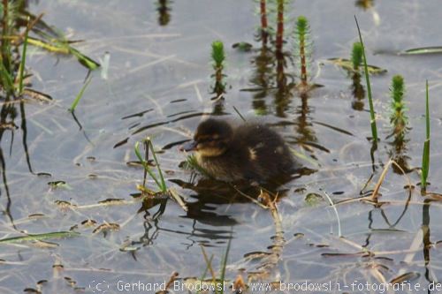 Krickente - Steckbrief, Brutzeit, Lebensraum, Bilder, Referat